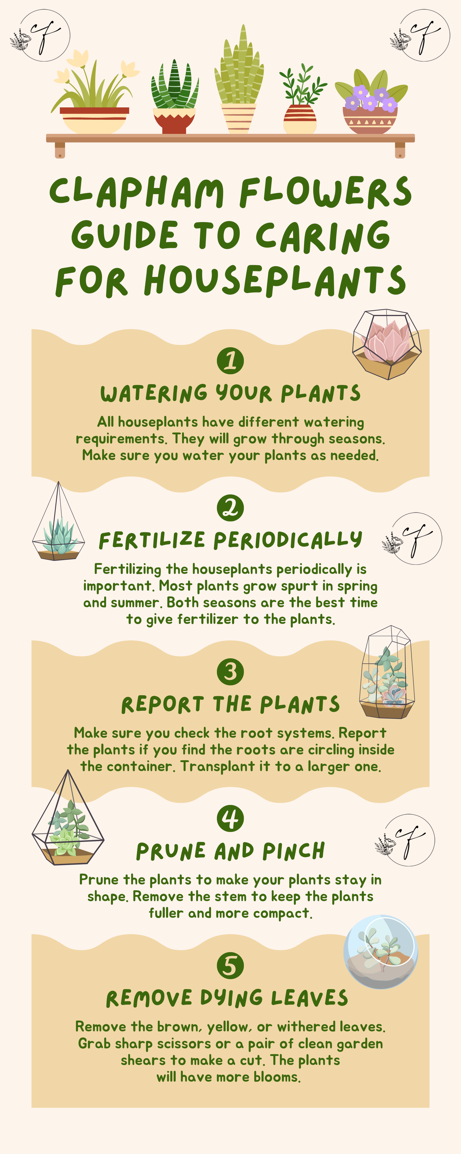 Clapham Flowers Plant Care Guide: Cactus, Orchid, and Succulent Plant.